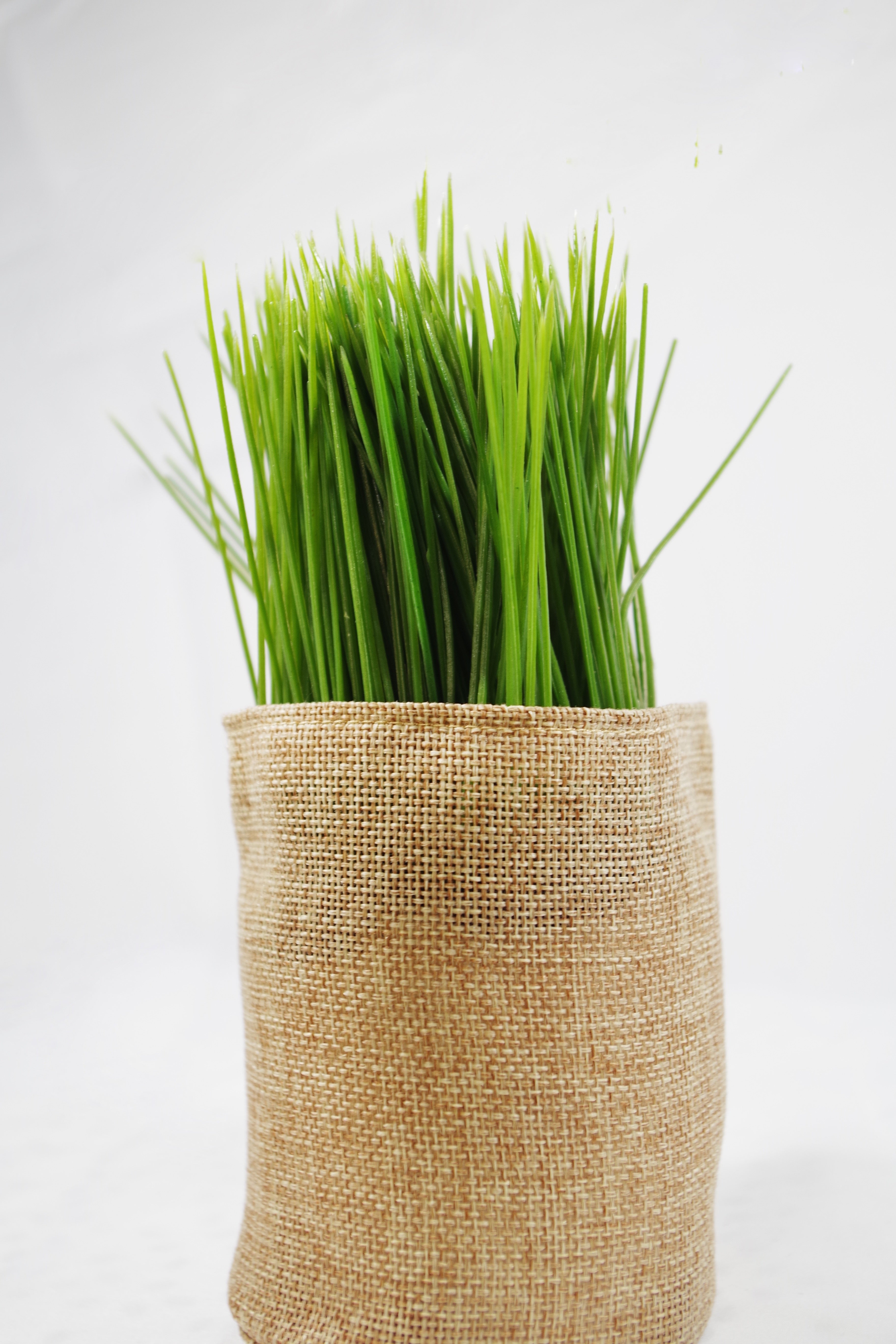 COSTALITO PASTO – B-Linda Creaciones